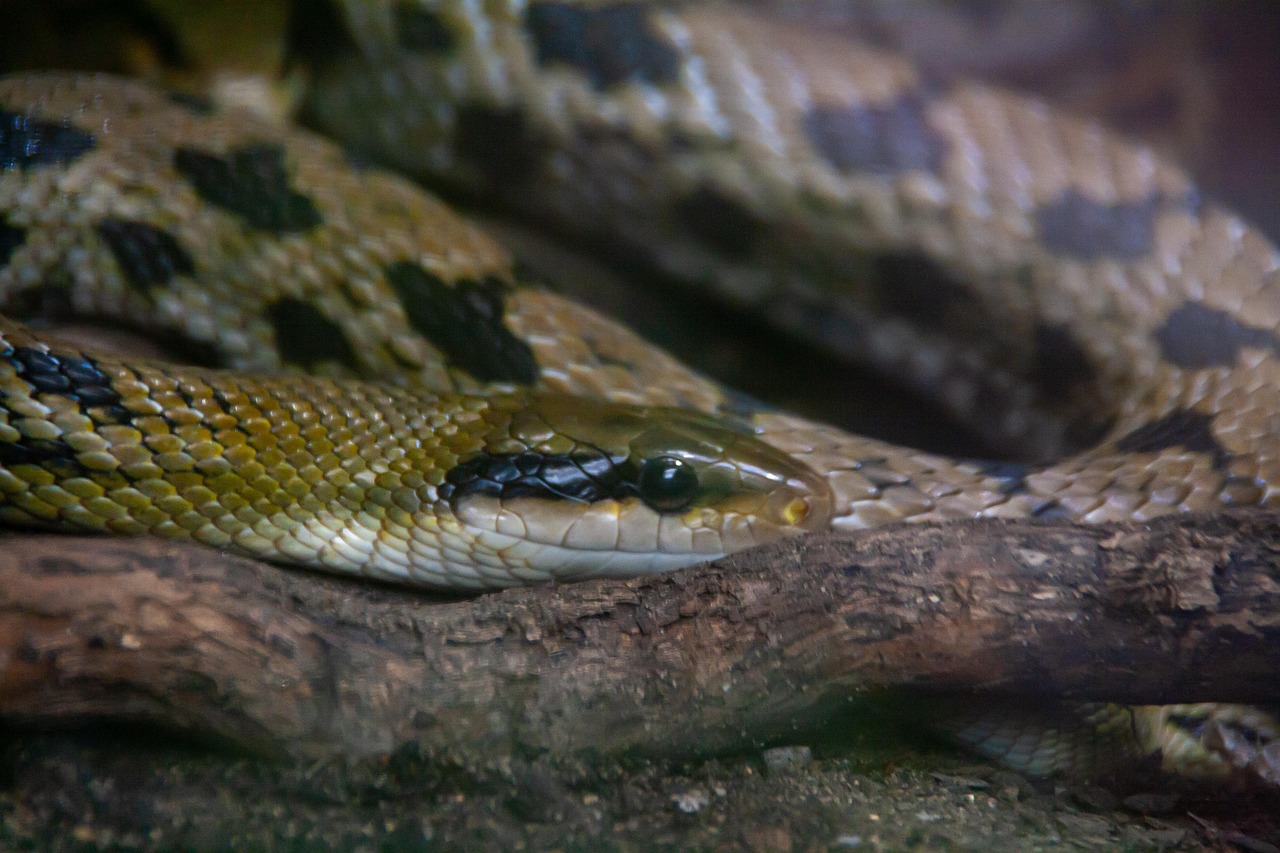 Cobra Exótico Selvagem Animais - Foto gratuita no Pixabay - Pixabay