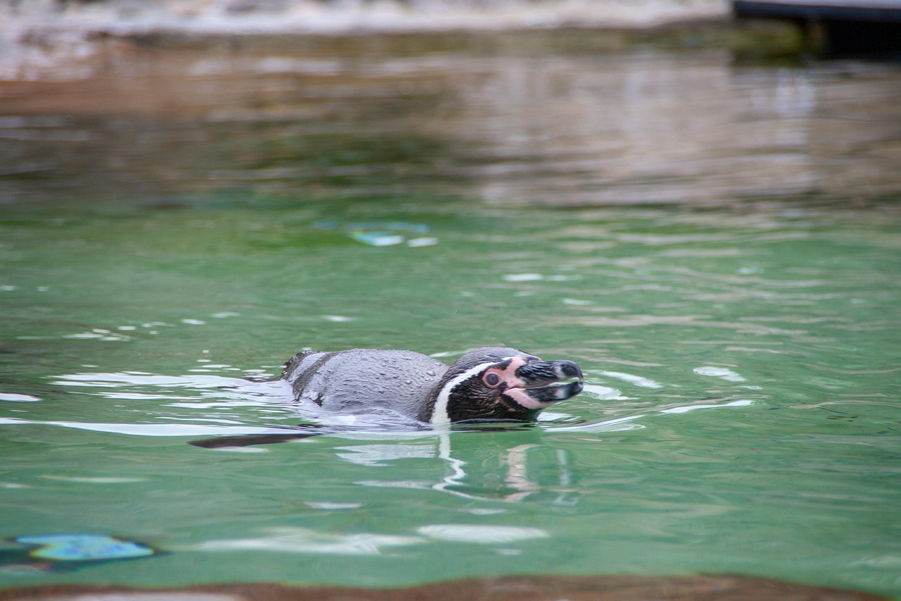 4+ kostenlose Penguin+Zoo und Tier-Bilder - Pixabay
