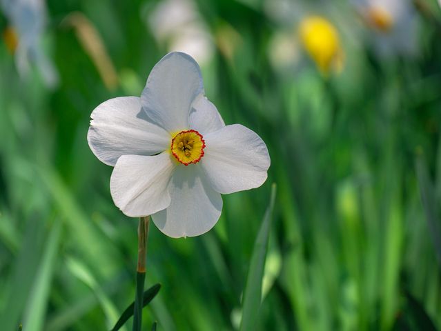 Narcisse Images - Téléchargez des images gratuites - Pixabay