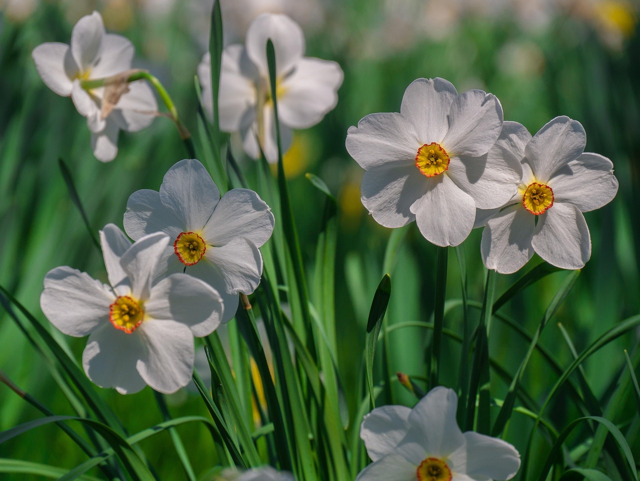 Flower Easter Bells Spring - Free photo on Pixabay
