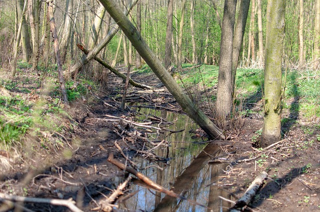 Forest Brook Trees - Free photo on Pixabay