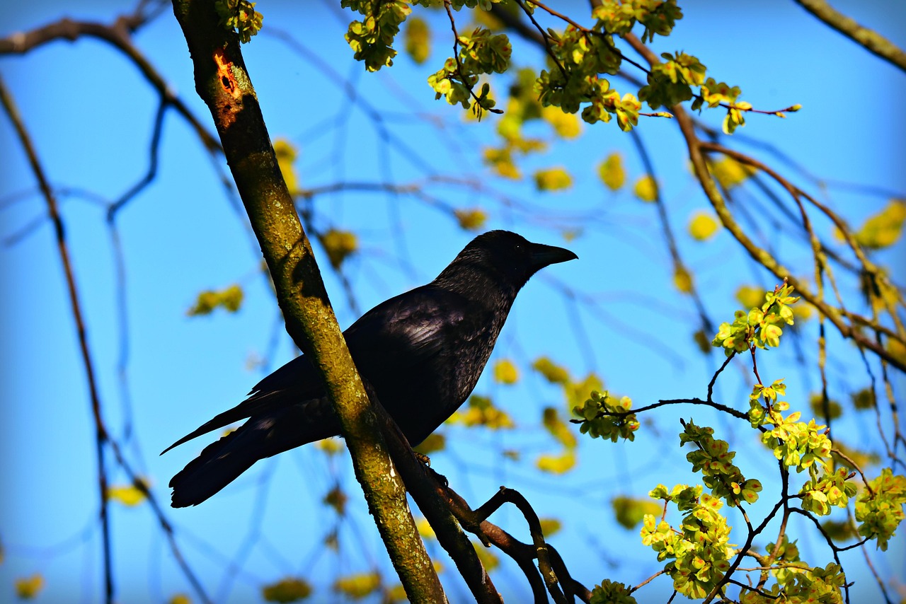 Black Crow Bird Animal - Free photo on Pixabay