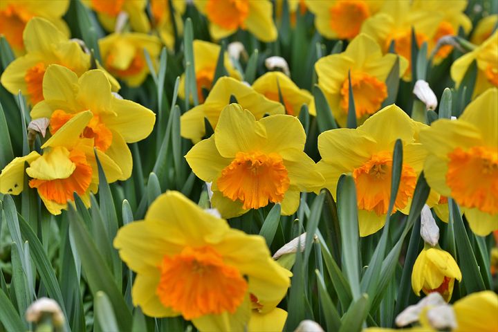 Narcisse Images - Téléchargez des images gratuites - Pixabay