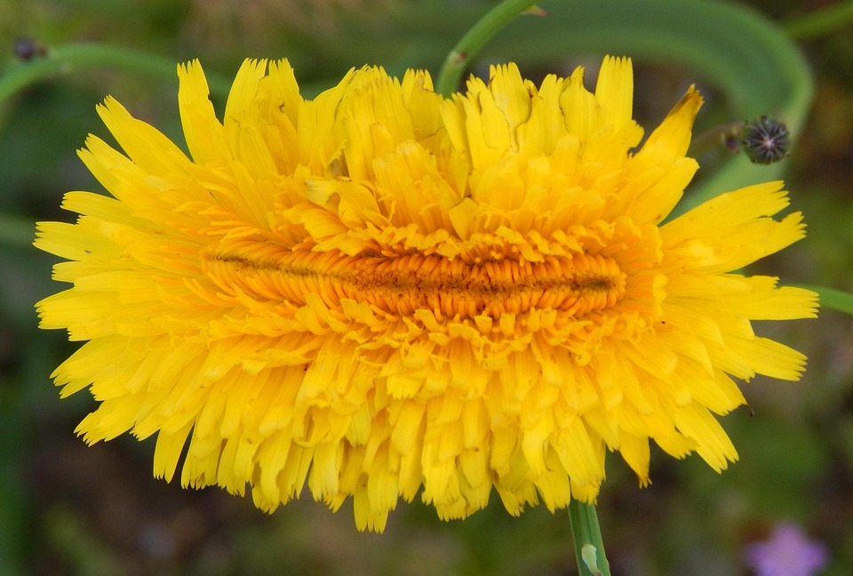 Dandelion Palsu Tanaman Liar - Foto gratis di Pixabay - Pixabay