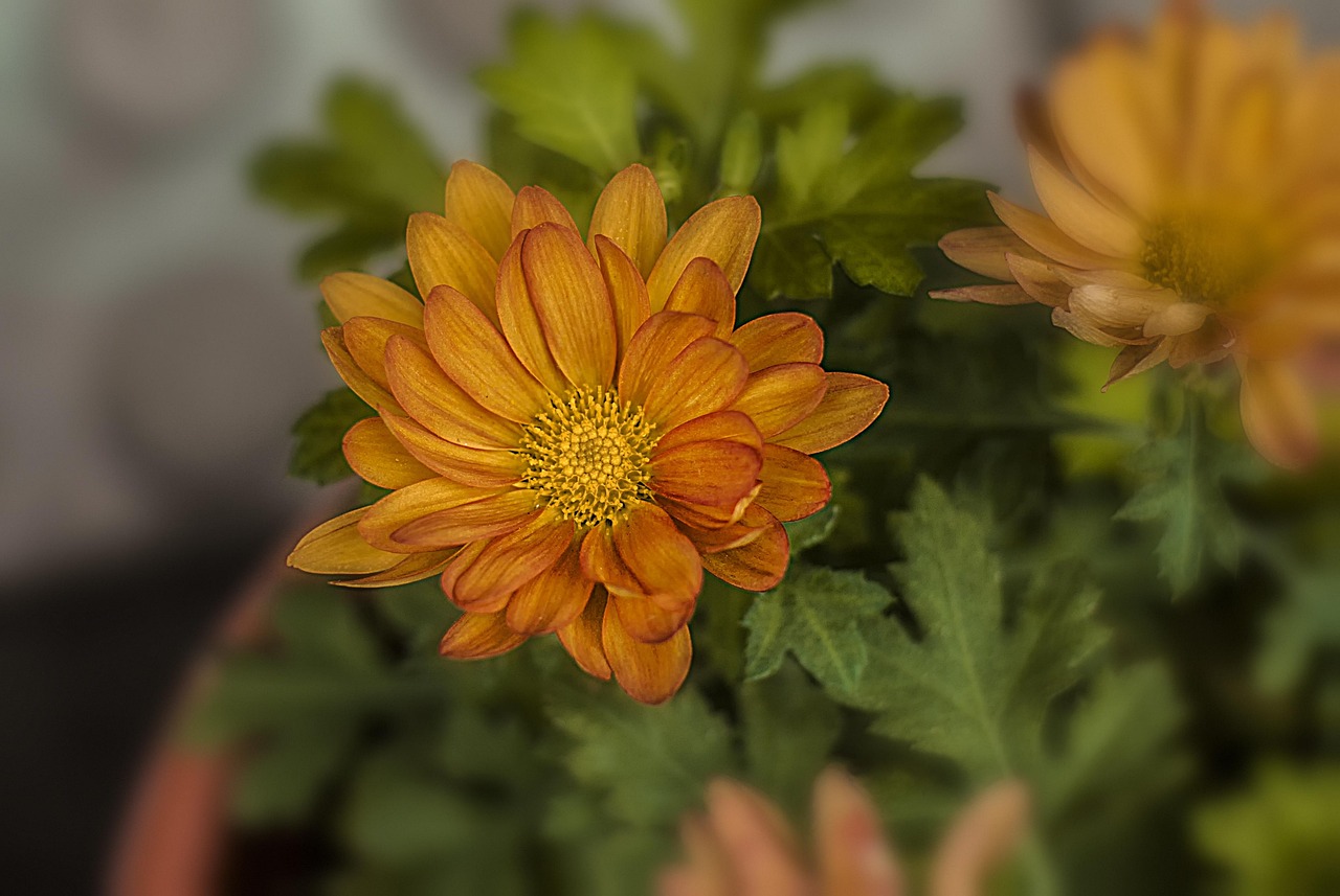70+ Free Fleurs Gérbel & Nature Images - Pixabay