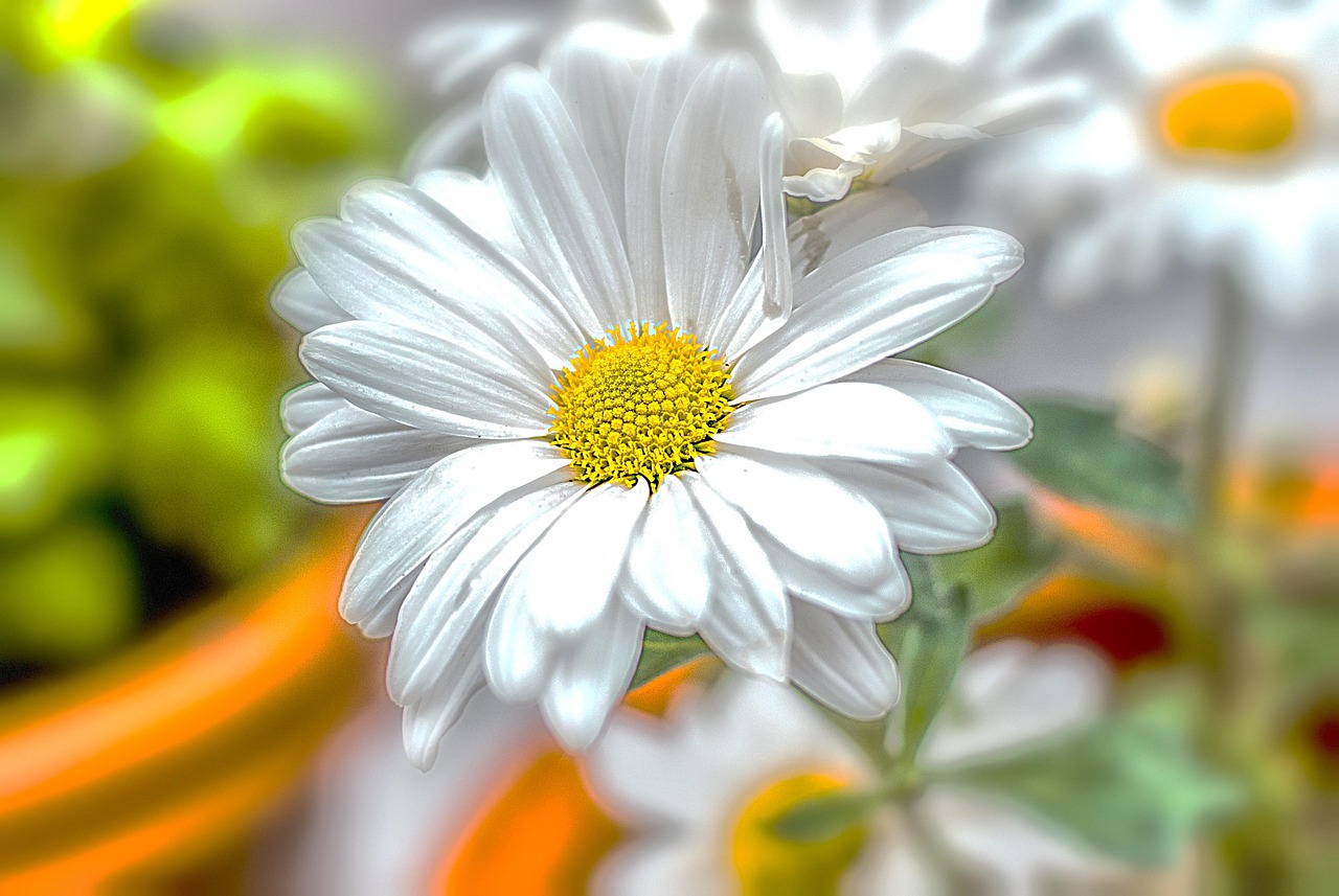 Fleur Gérbel Blanc - Photo gratuite sur Pixabay - Pixabay
