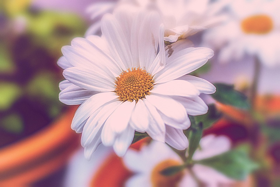 花 花Gérbel 白色的 - Pixabay上的免费照片 - Pixabay