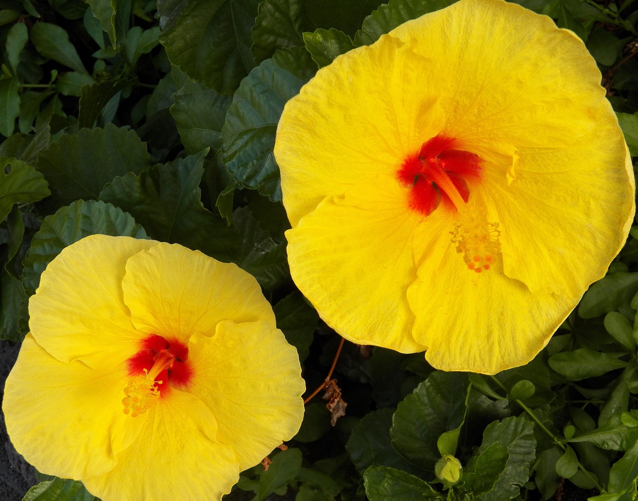 Jaune Hawaiian Fleurs D'Hibiscus - Photo gratuite sur Pixabay - Pixabay
