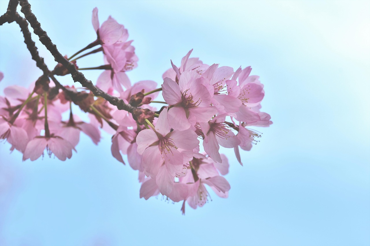 Ornamental Cherry Tree - Free photo on Pixabay - Pixabay