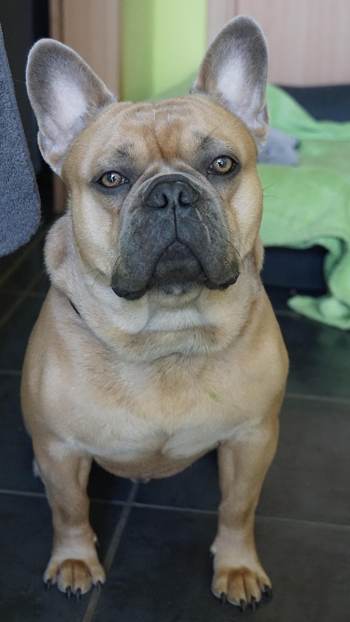 Bulldog Francês Cachorro Animal - Foto gratuita no Pixabay - Pixabay