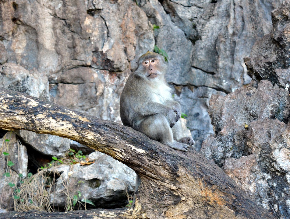 Affe Rhesus-Affen Primas - Kostenloses Foto auf Pixabay - Pixabay