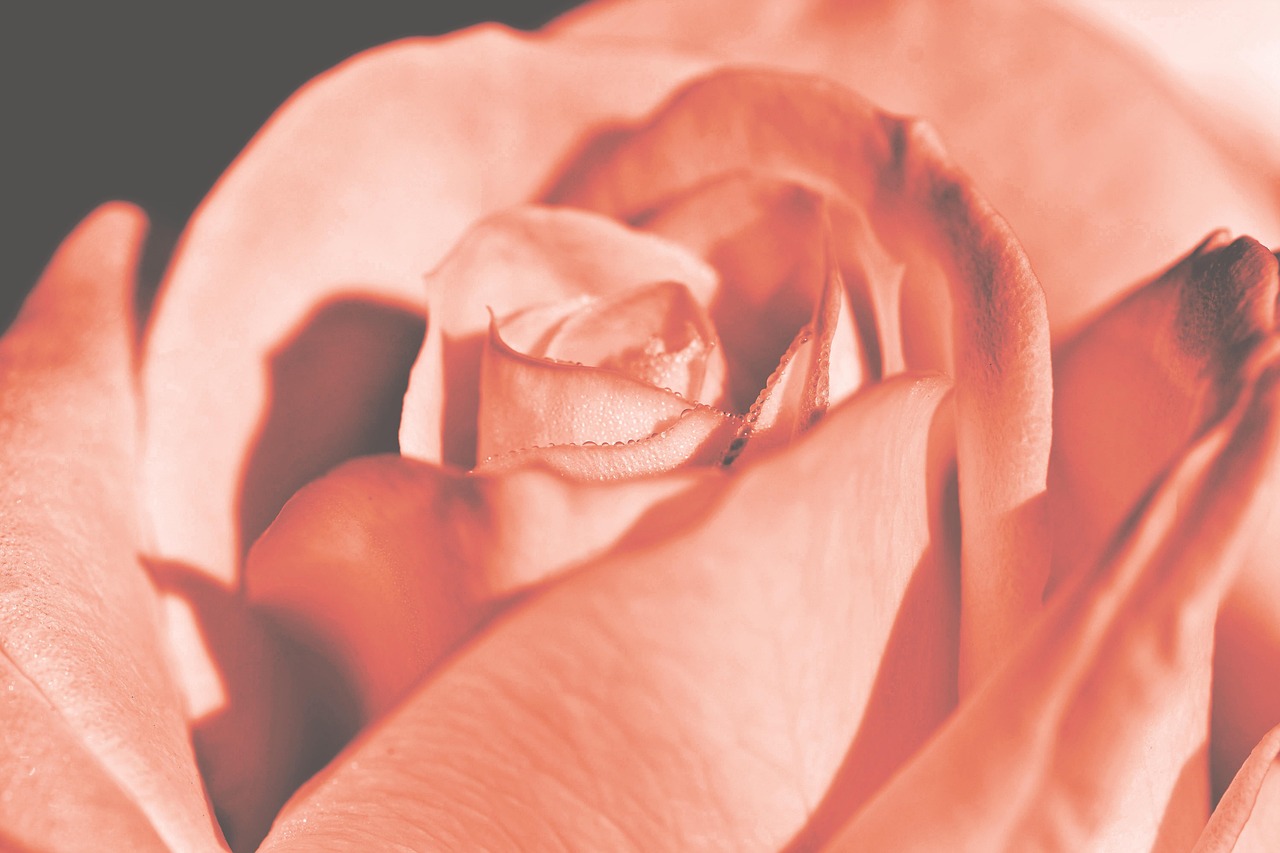 Rose Blossom - Free photo on Pixabay - Pixabay