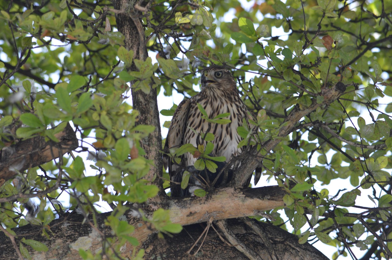 Le Sud De La Floride Hawk Oiseau - Photo gratuite sur Pixabay - Pixabay
