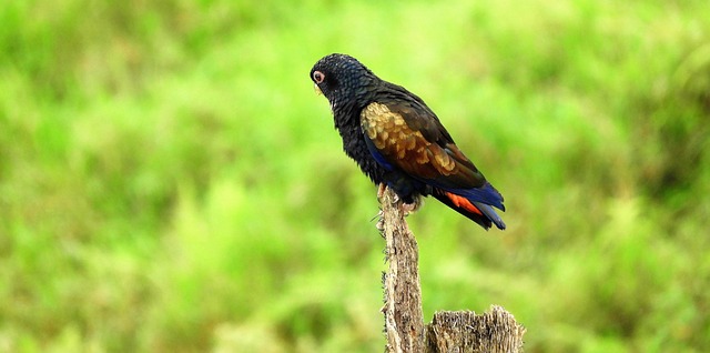 Naturaleza Ave Pajaro - Foto gratis en Pixabay - Pixabay