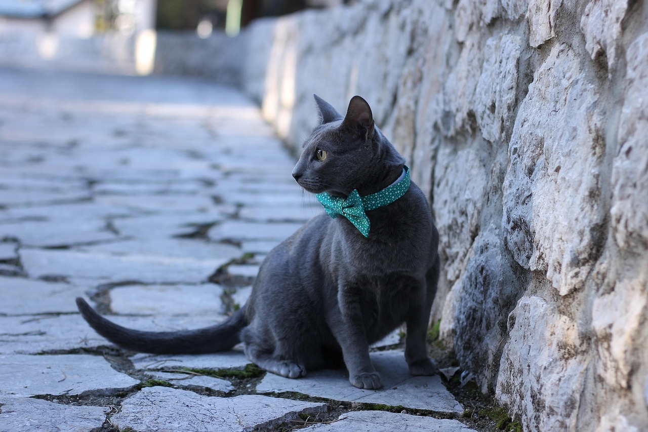 Cat Pet Pets - Free photo on Pixabay - Pixabay