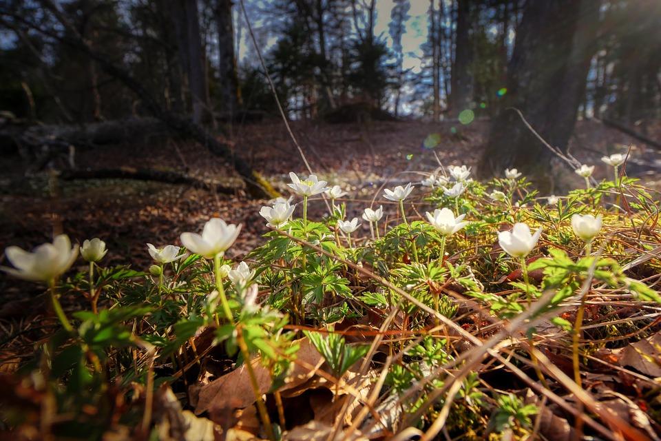 Spring Bloom Forest - Free photo on Pixabay