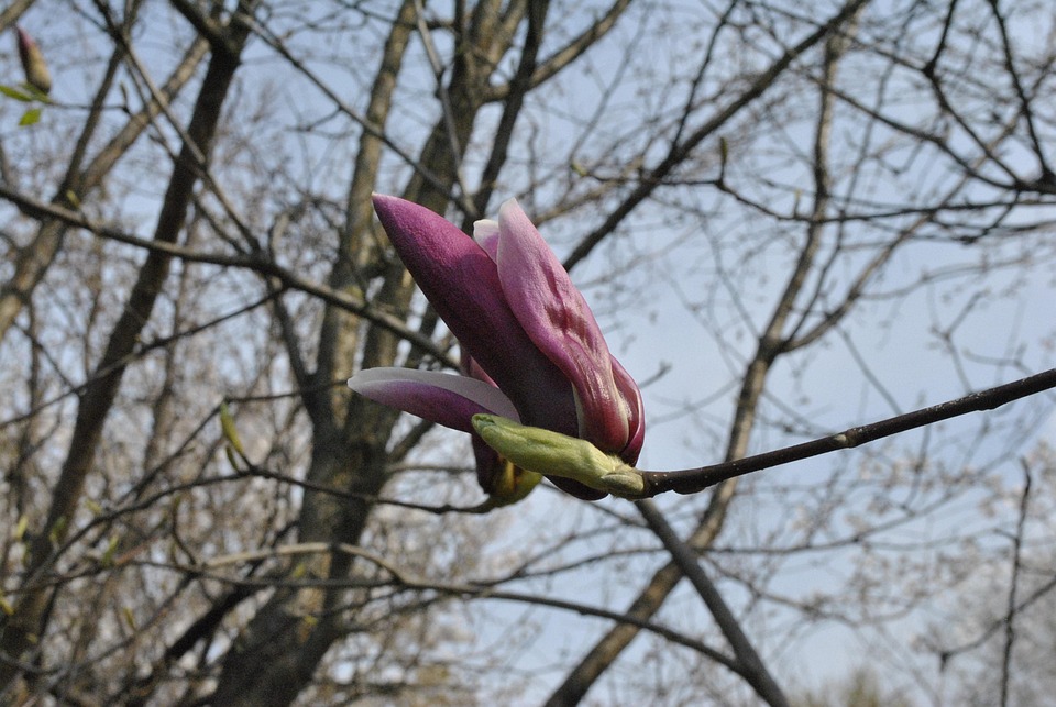 Red Magnolia Spring - Free photo on Pixabay - Pixabay