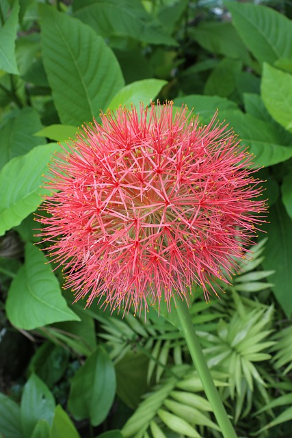 Red Hygrangea Flower Firework - Free photo on Pixabay - Pixabay