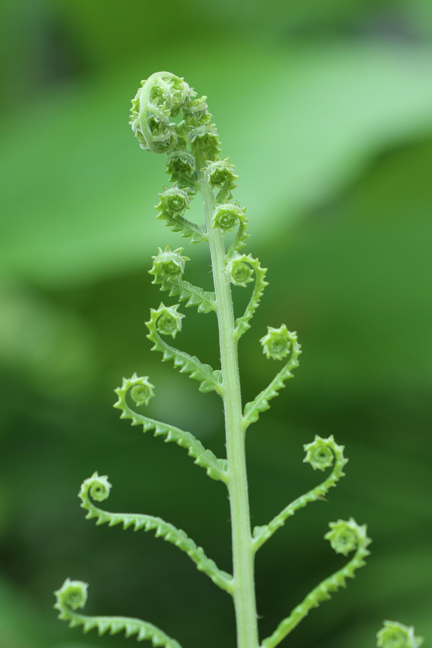 60+ Free Horse Fish & Seahorse Images - Pixabay