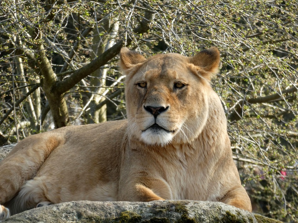 Singa Panthera Leo Betina - Foto gratis di Pixabay - Pixabay
