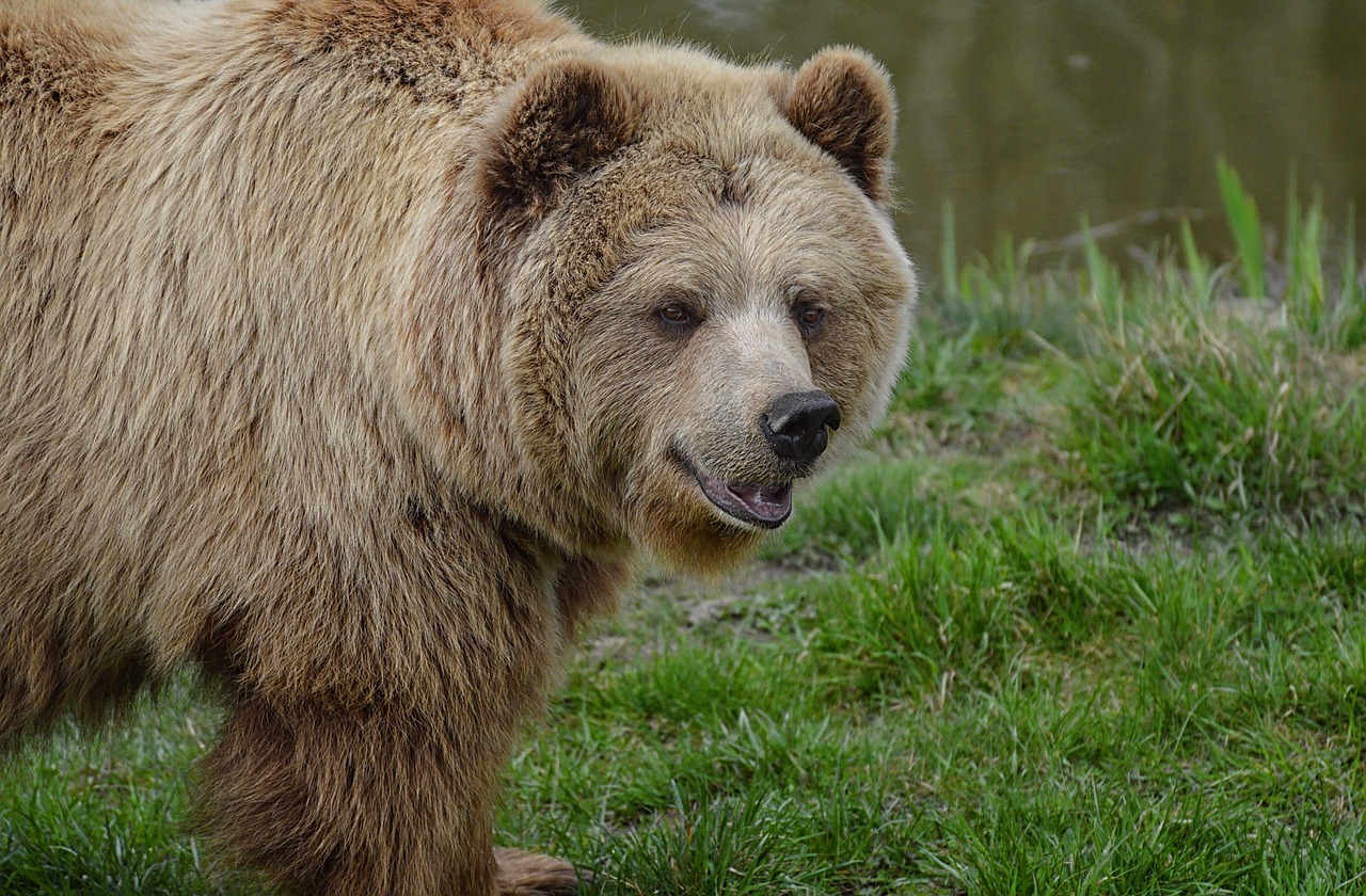 1,000+ Free Brown Bear & Bear Images - Pixabay