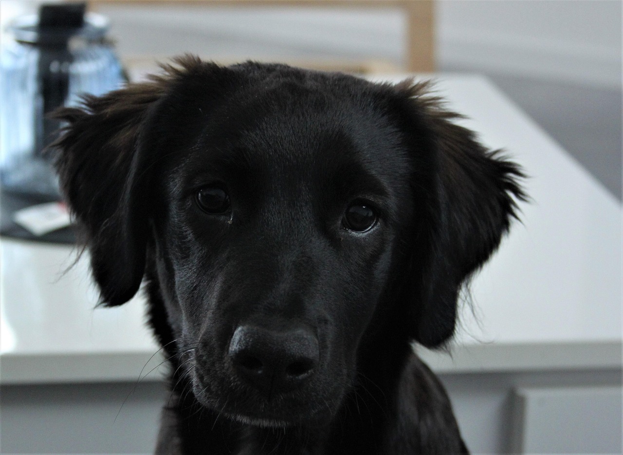 Mais de 10 imagens grátis de Chien Femelle e Animal - Pixabay