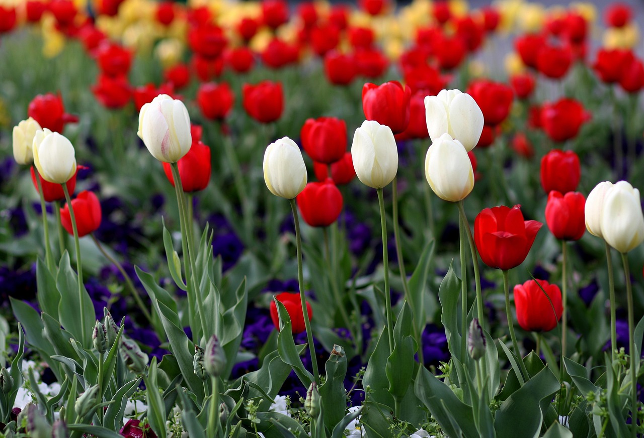 Red And White Tulips Wallpaper