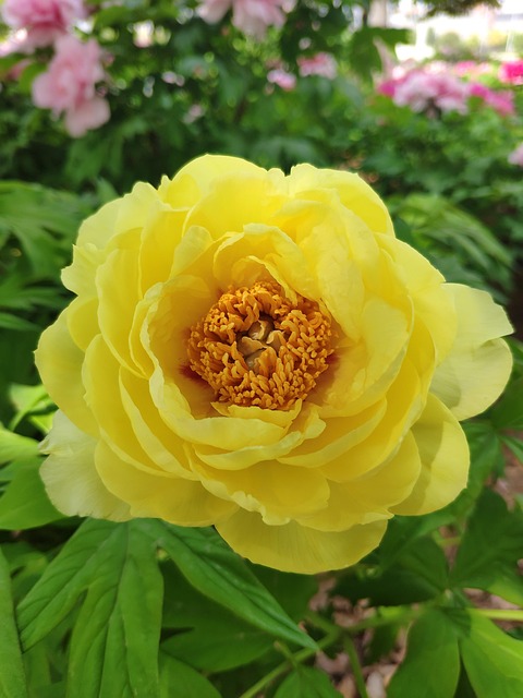 Pivoine En Pleine Floraison Fleur - Photo gratuite sur Pixabay