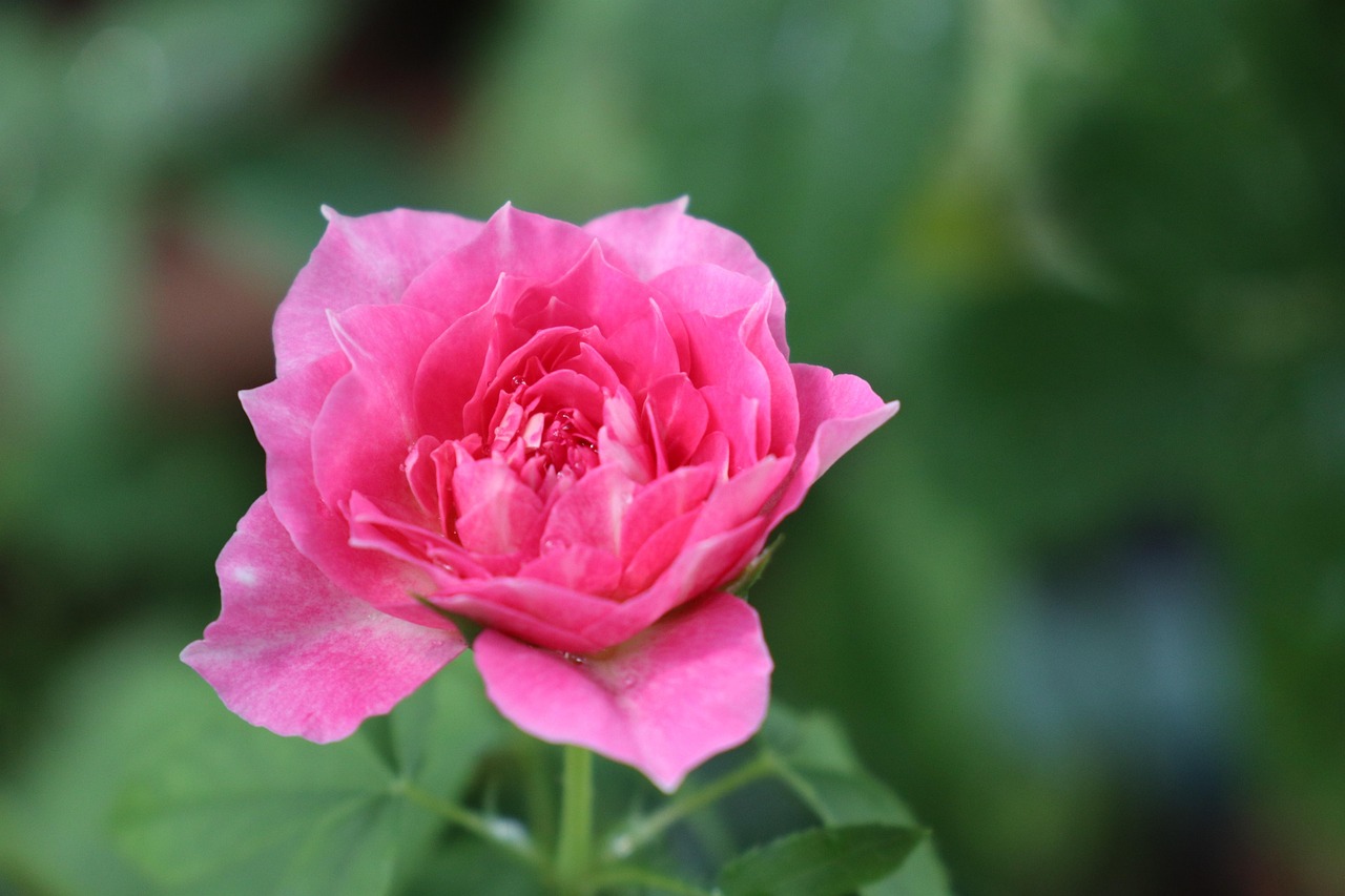 Roos Lief Roze - Gratis foto op Pixabay - Pixabay