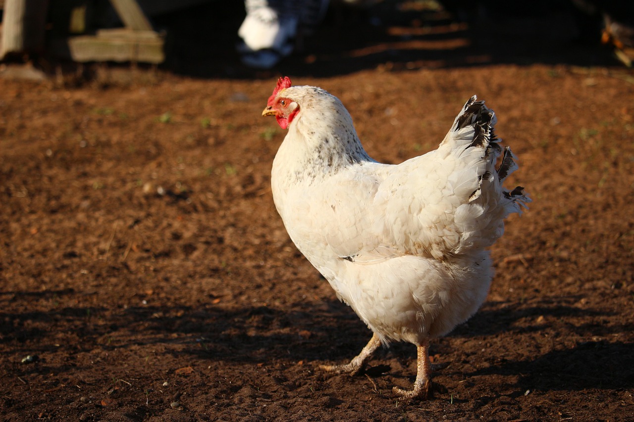 Oiseau Poulet La Volaille Cour De - Photo gratuite sur Pixabay - Pixabay