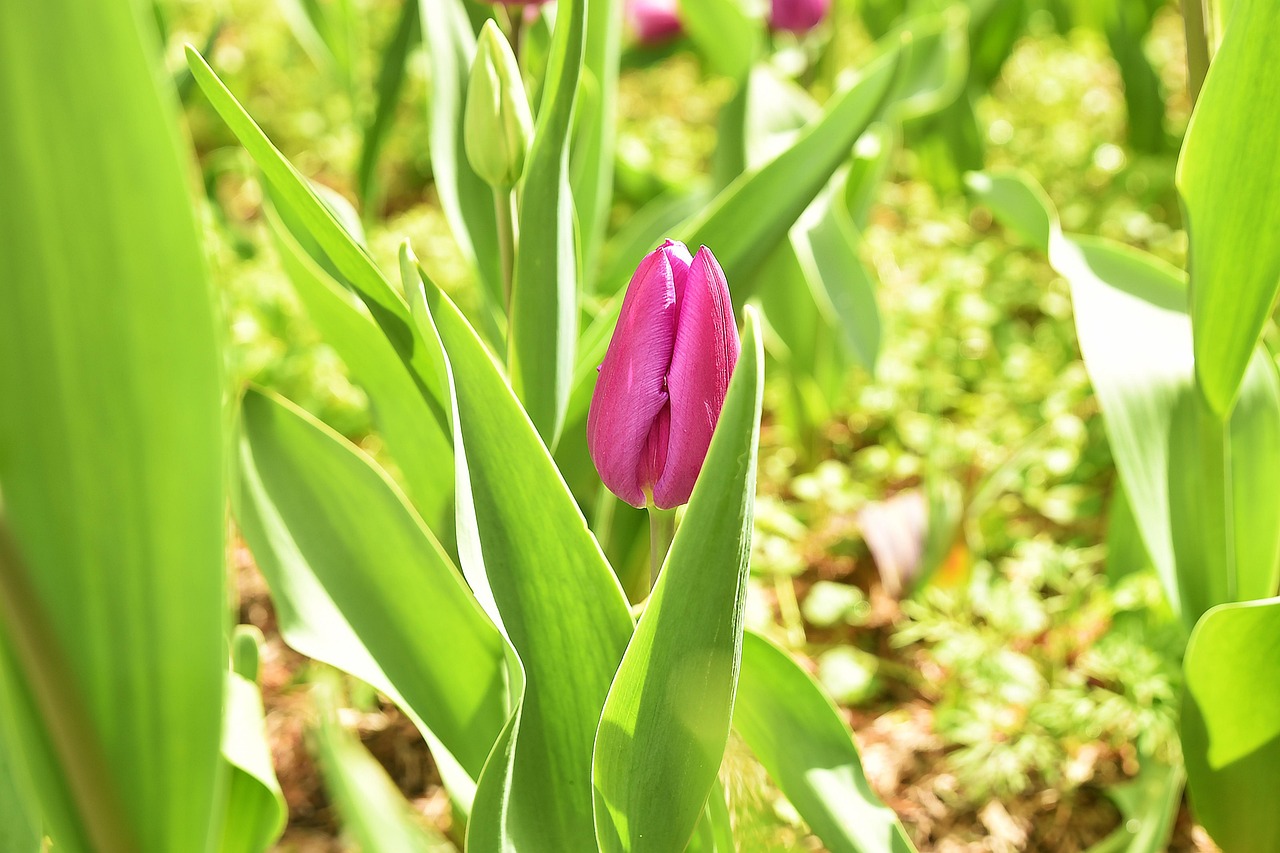 Tulipe Fleur Mauve - Photo gratuite sur Pixabay - Pixabay