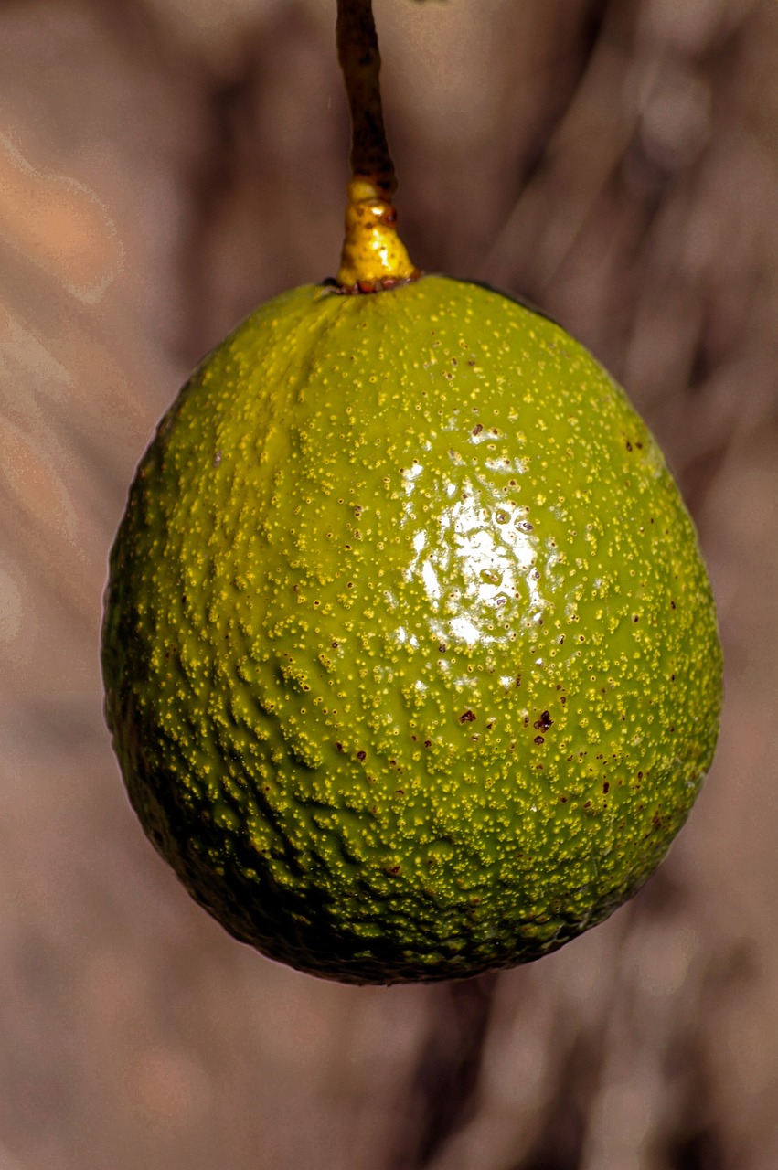 Avocado Fruit Healthy - Free photo on Pixabay
