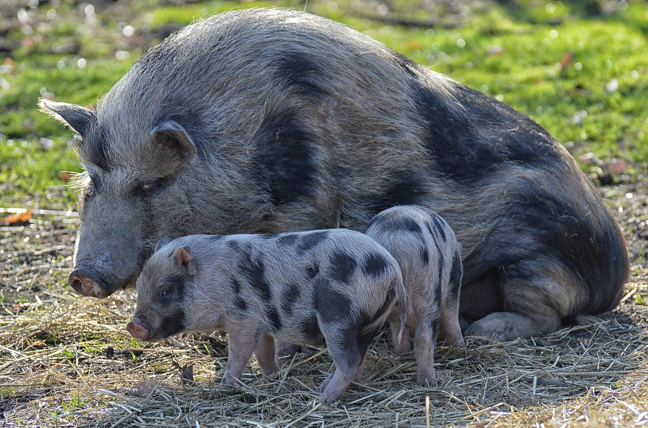 10,000+ Free Funny Pig & Pig Images - Pixabay