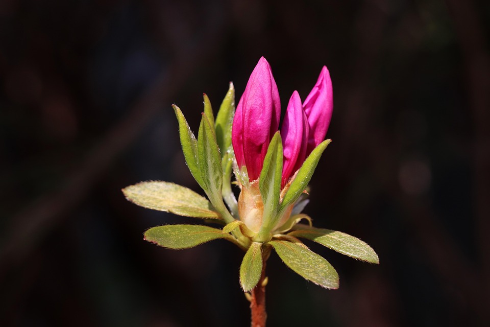 Fleur Bourgeons De Fleurs Nature - Photo gratuite sur Pixabay - Pixabay