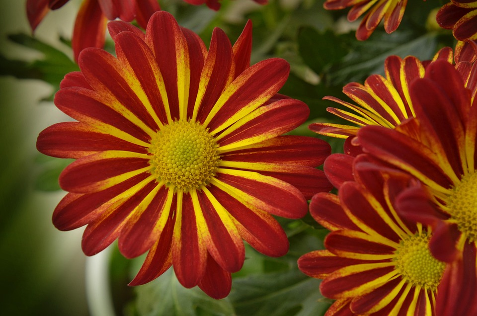 Chrysantéma Bunga Indah - Foto gratis di Pixabay