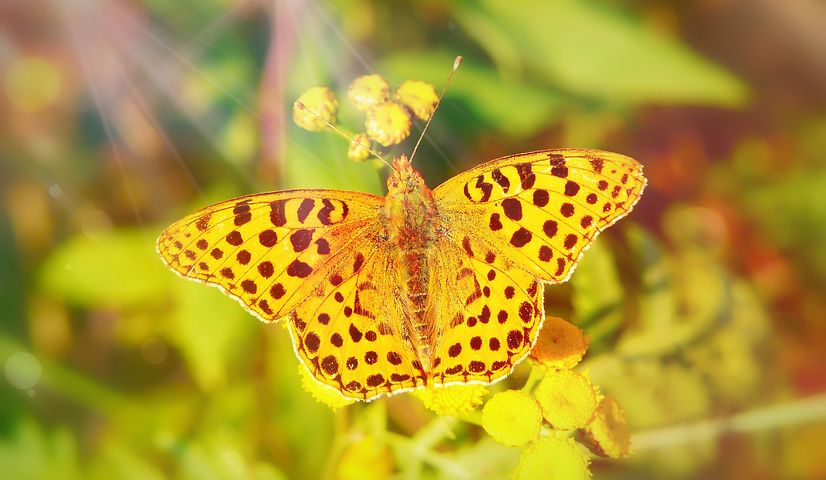 Mariposas Volando Imágenes - Descarga imágenes gratis - Pixabay