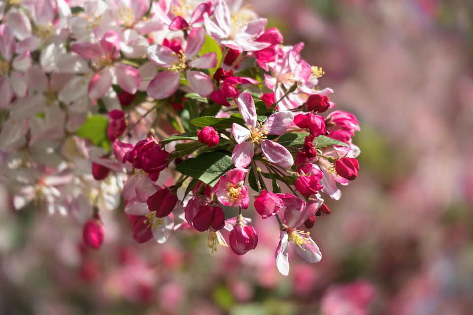 Zierapfel Blüte Blühen - Kostenloses Foto auf Pixabay