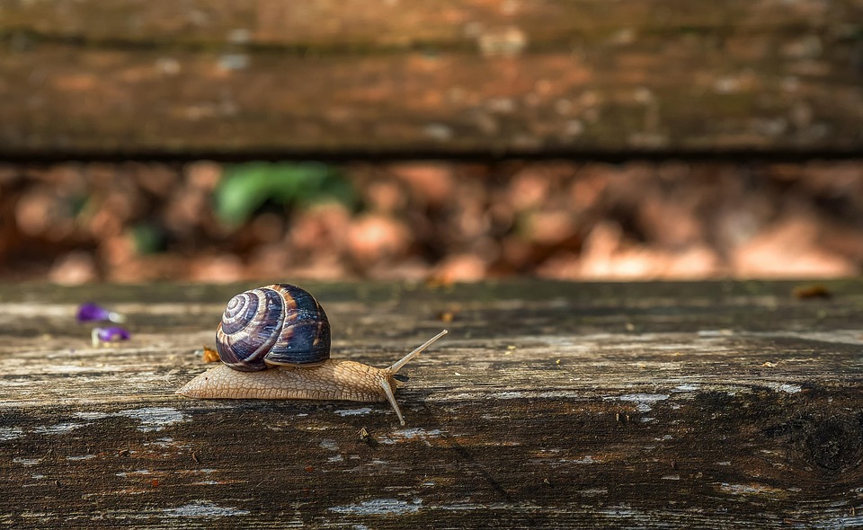 Snail Wood Shell - Free photo on Pixabay - Pixabay