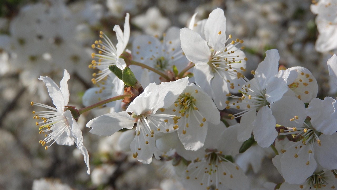 White Flowers Tree In Blossom - Free photo on Pixabay - Pixabay