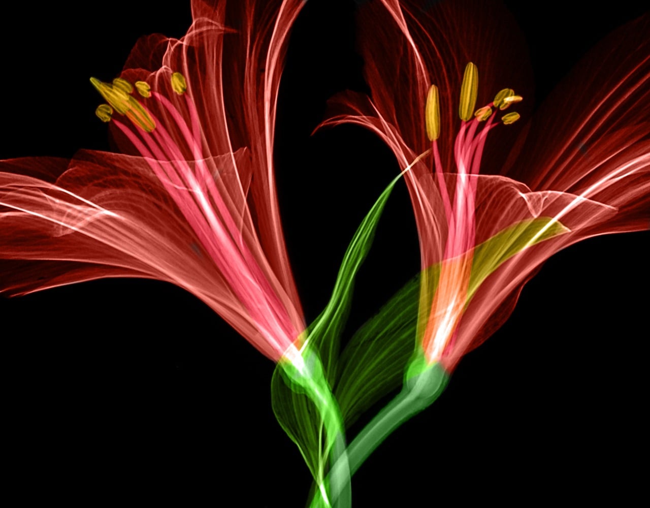 40,000+ Free X-Ray & Xray Images - Pixabay