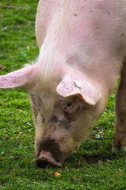 Pig Wolf Down Domestic - Free photo on Pixabay