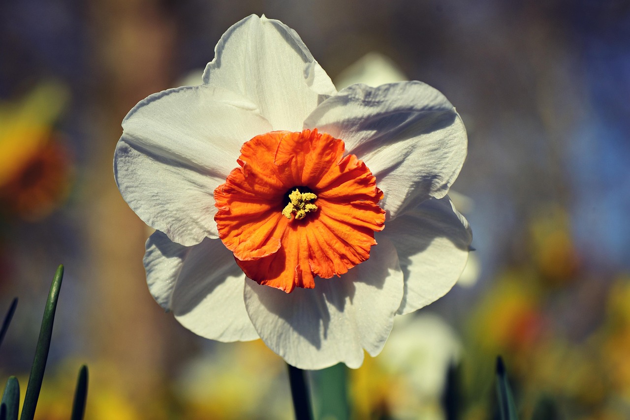 3,000+ Free Daffodils & Narcissus Images - Pixabay