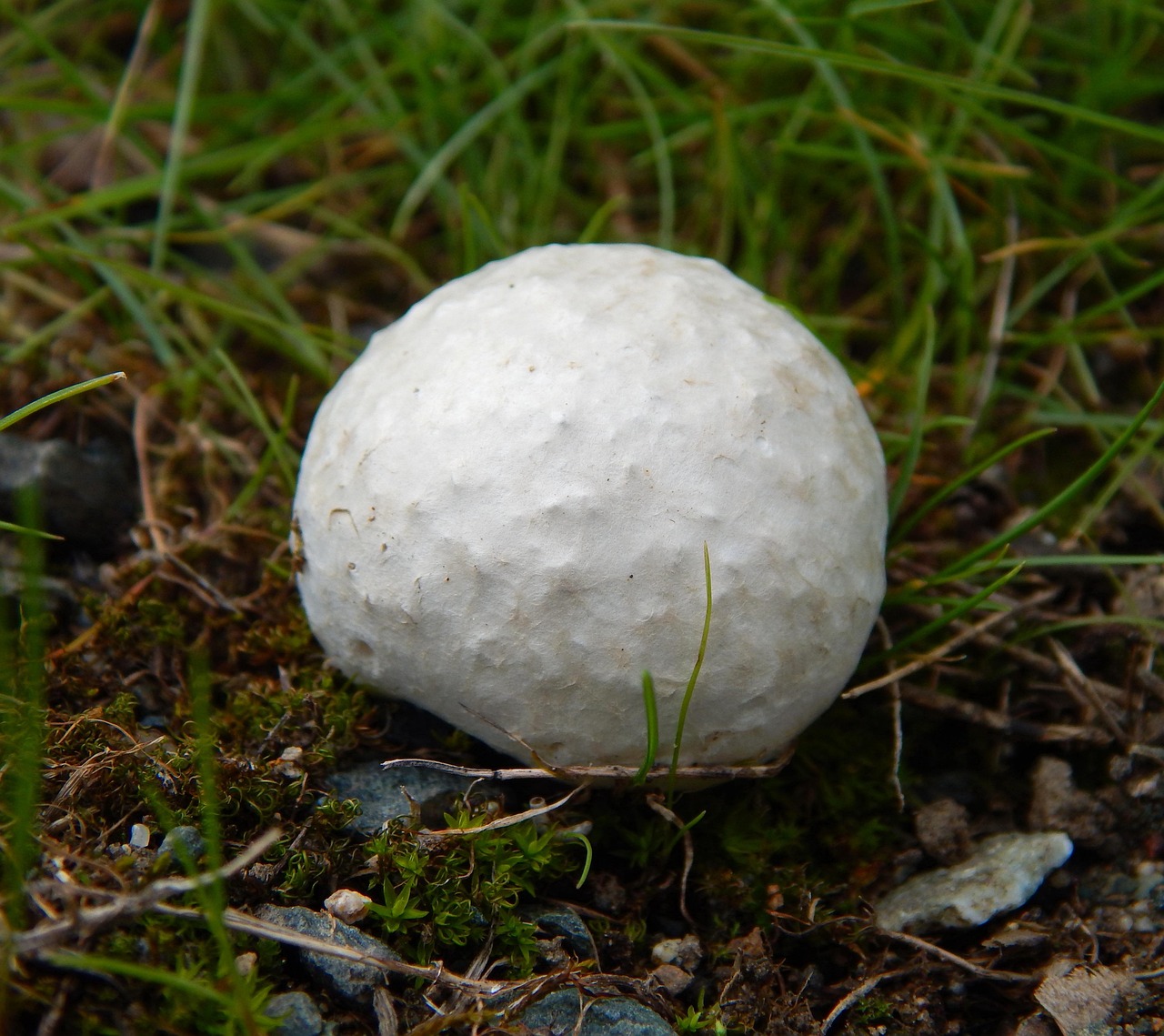Fungus Nature Spore - Free photo on Pixabay