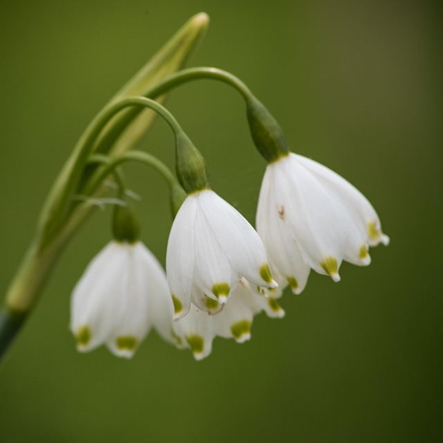 Branco Flores Verde - Foto gratuita no Pixabay - Pixabay