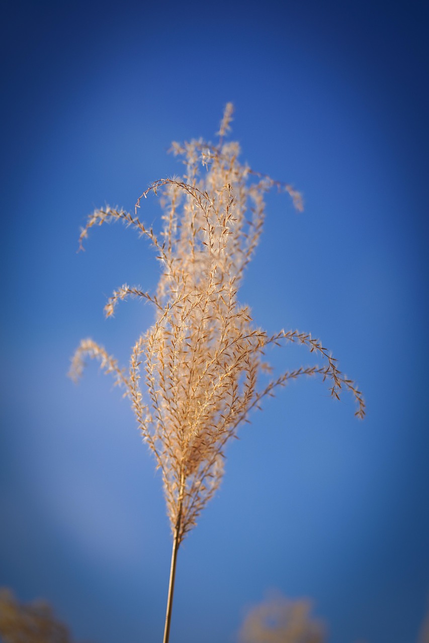 Grass Close Up Winter Free Photo On Pixabay Pixabay