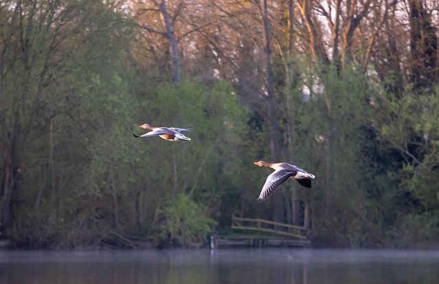 Greylag Goose Bird In Flight - Free photo on Pixabay - Pixabay