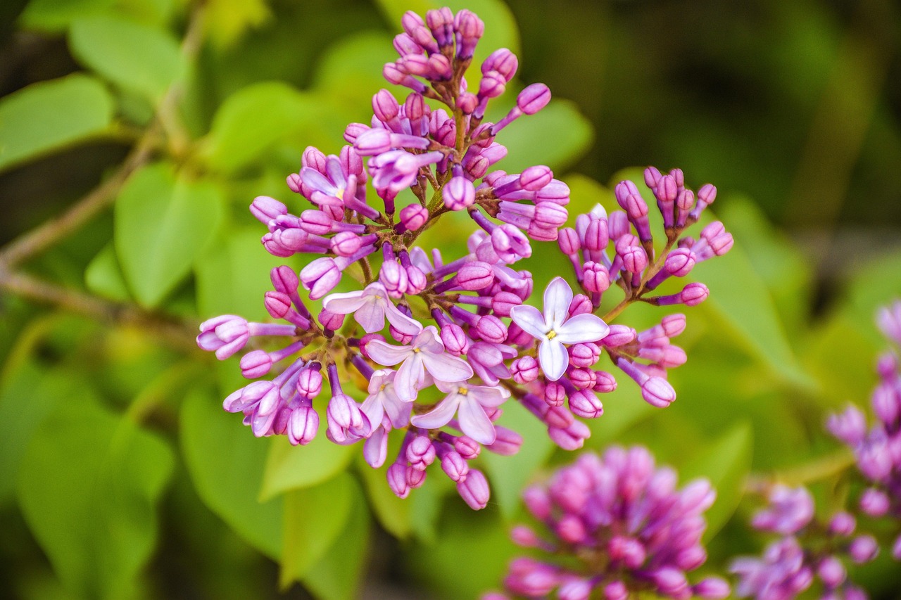 Flores Floreciente Bloom - Foto gratis en Pixabay - Pixabay
