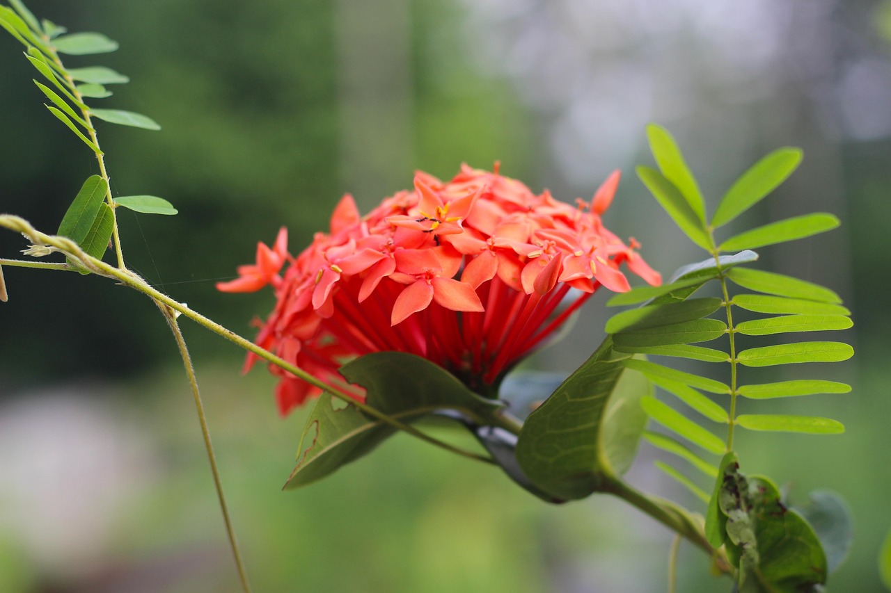 Flower Ixora Red - Free photo on Pixabay