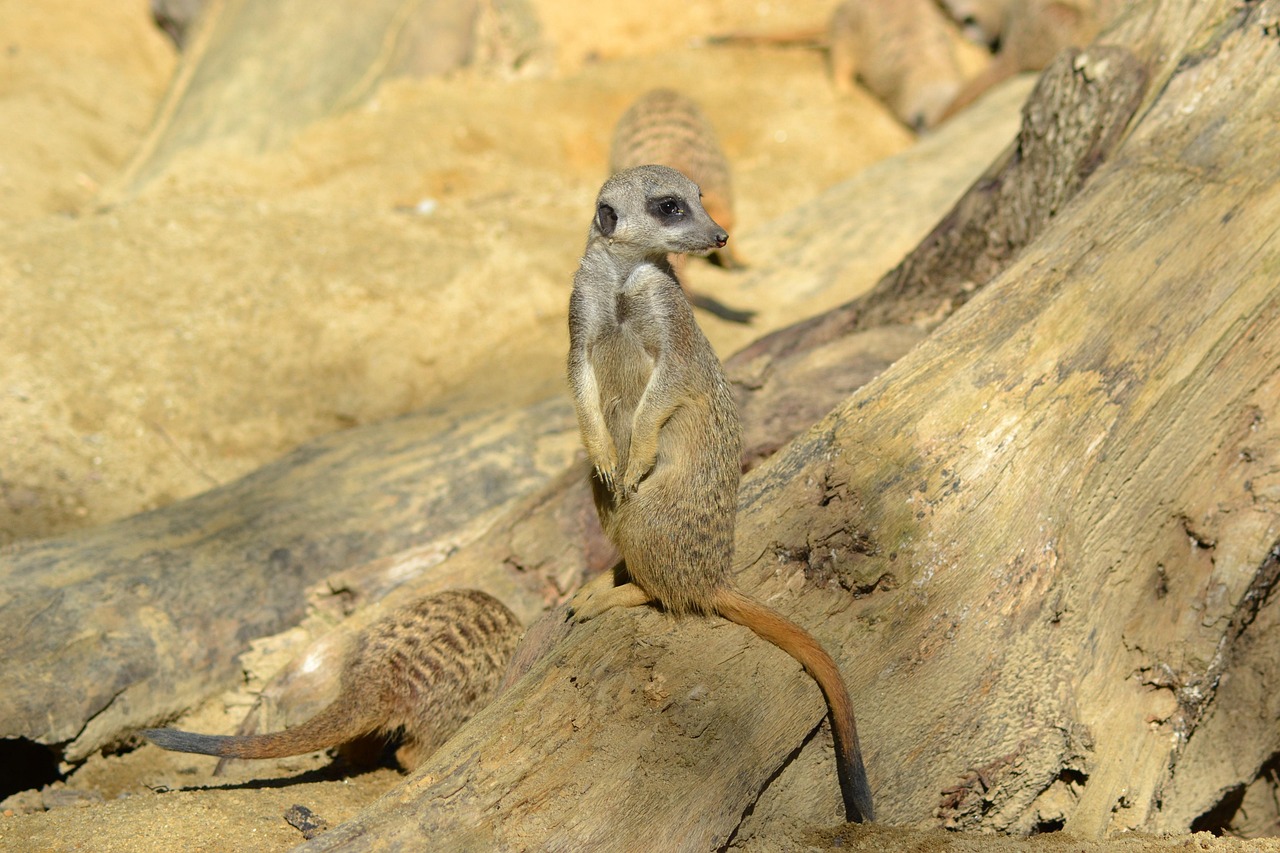 Suricata Animal Mamífero - Foto gratis en Pixabay - Pixabay