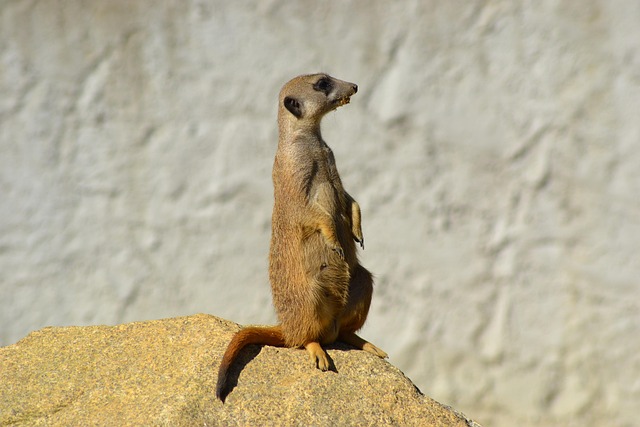 Suricata Animal Mamífero - Foto gratis en Pixabay - Pixabay